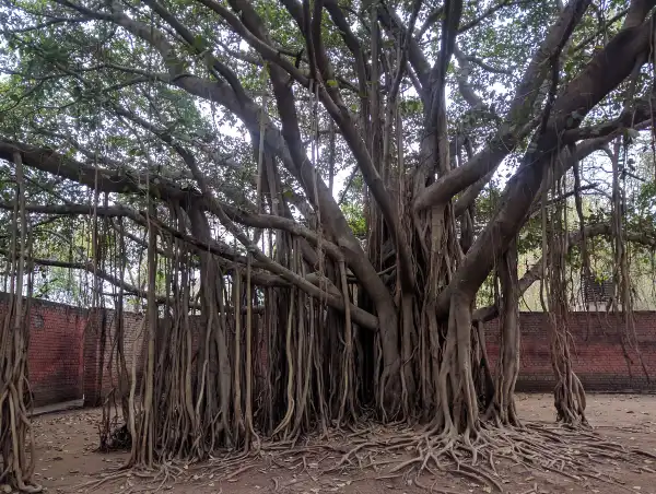 Roots | What Is The Function Of Roots, Types, Example - 2025