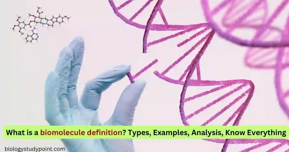 What Is A Biomolecule Definition? Types, Examples, Analysis, Know Everything - 2025